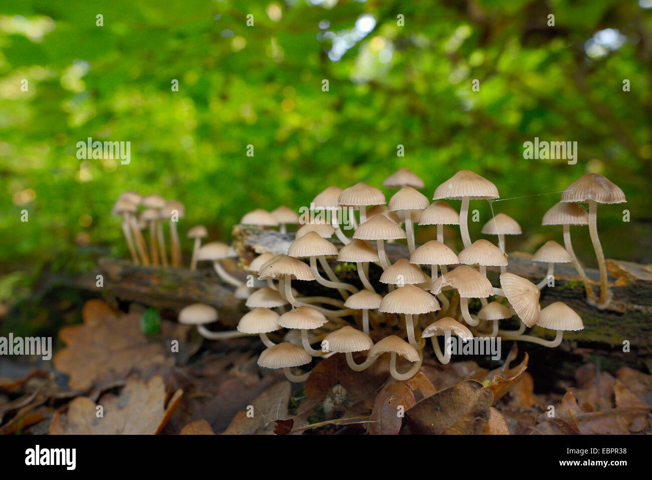 Angels' bonnets mushrooms (Mycena arcangeliana) growing from a rotting ...