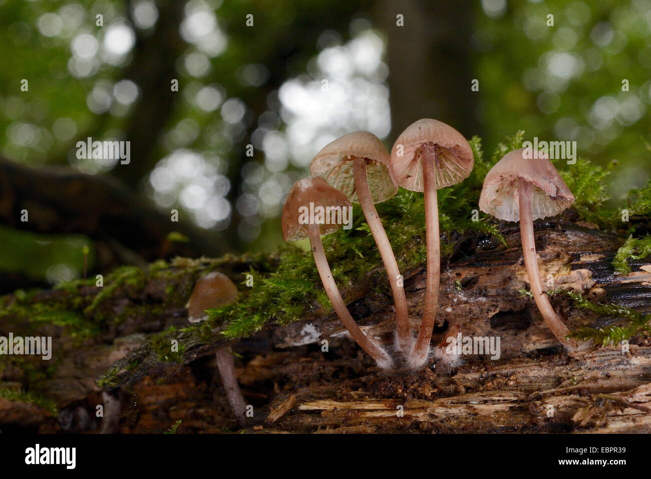 Mycena Mushrooms Stock Photos & Mycena Mushrooms Stock Images - Alamy