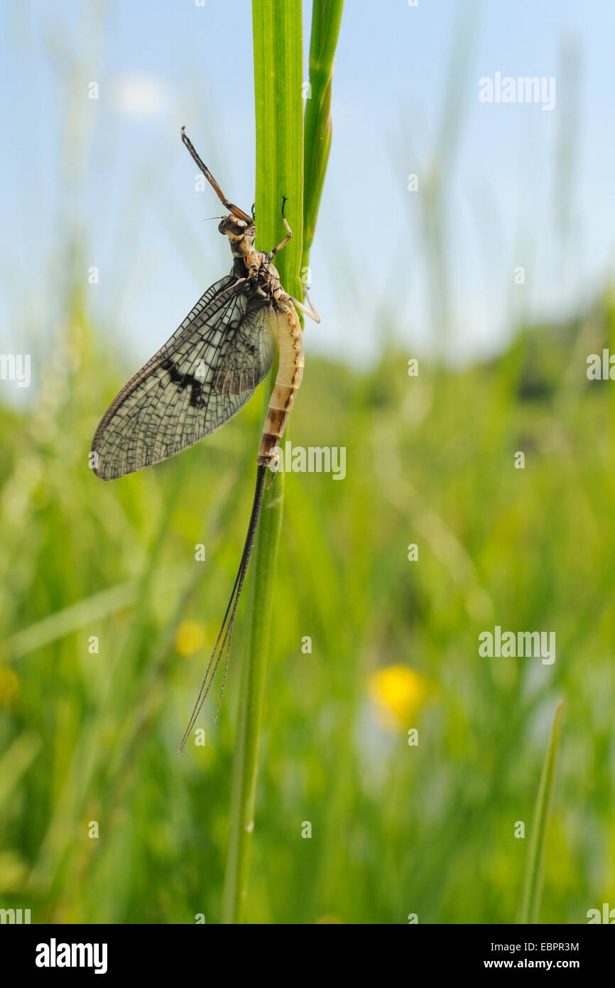 Green drake mayfly (Ephemera danica) newly emerged on a riverside grass ...