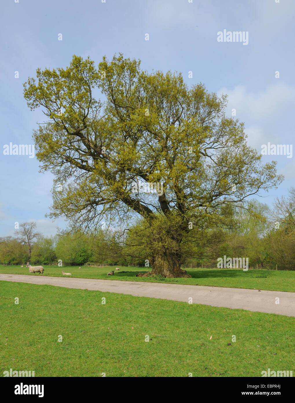 Ancient Oak Tree (Quercus robur) with a Hollow Trunk on Cutlers Farm ...