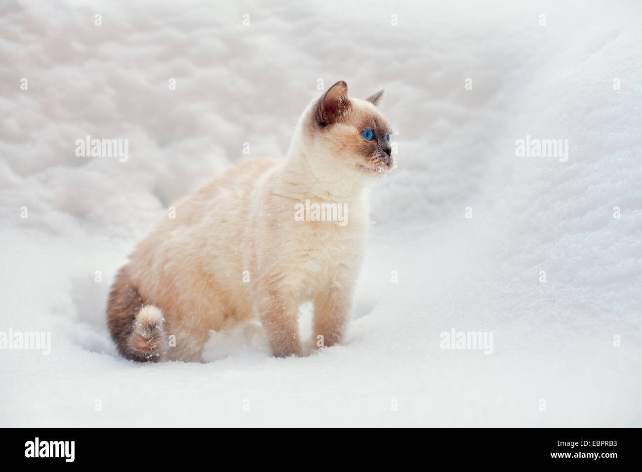 Cute siamese cat walking outdoor on the snow Stock Photo - Alamy