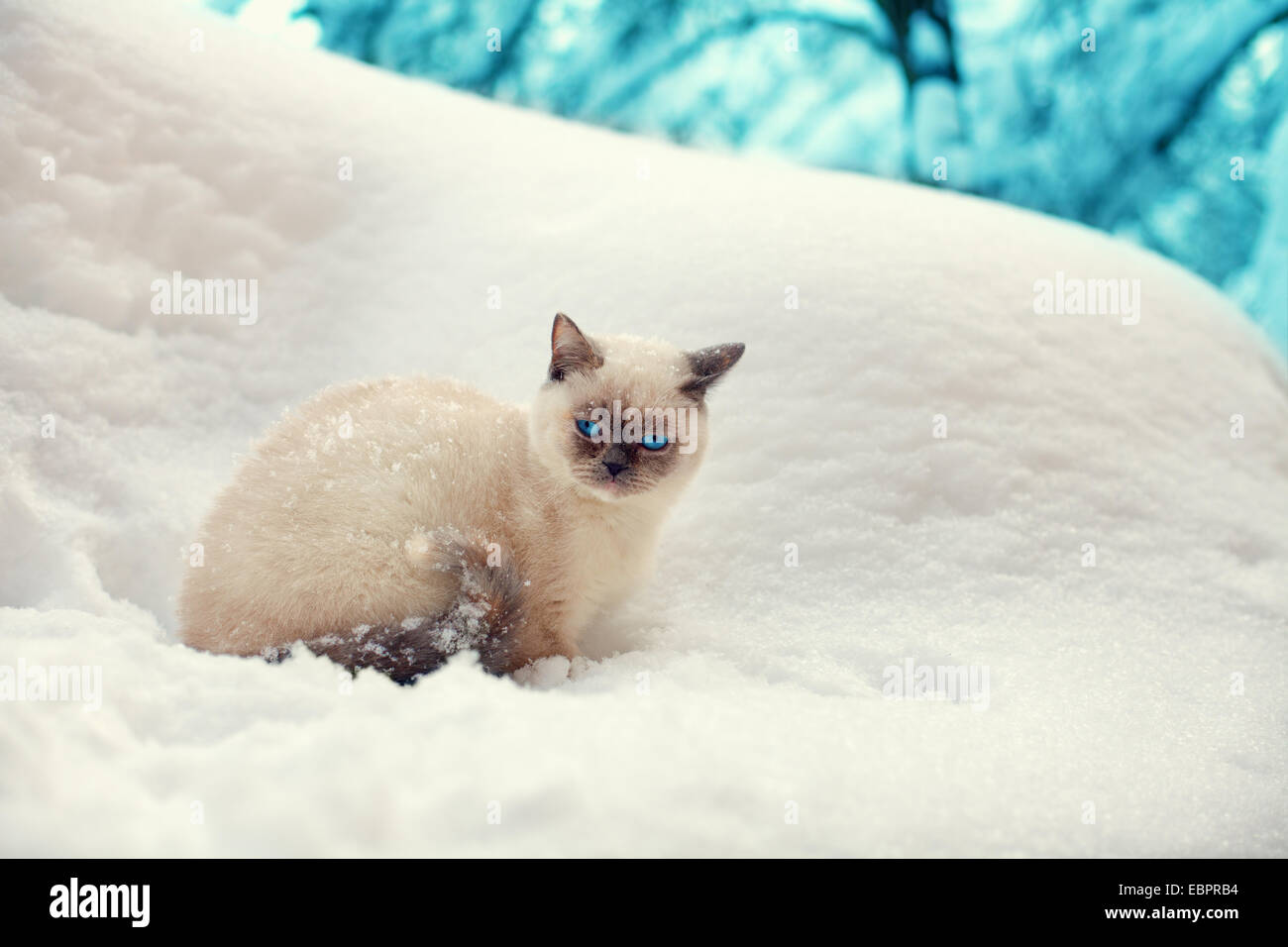 Cute siamese cat walking outdoor on the snow Stock Photo - Alamy