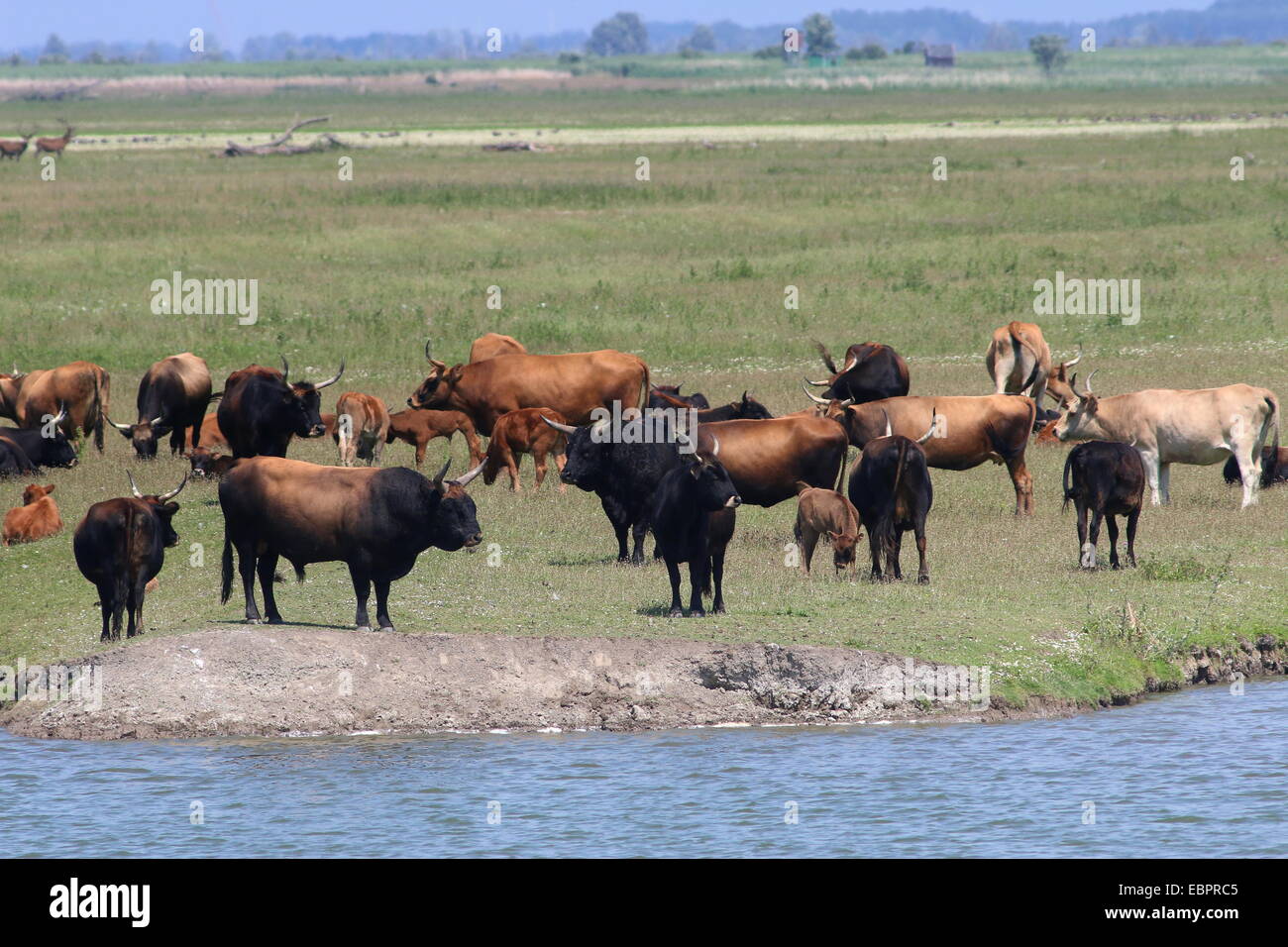 Large herds of free roaming Heck Cattle at Oostvaardersplassen ...
