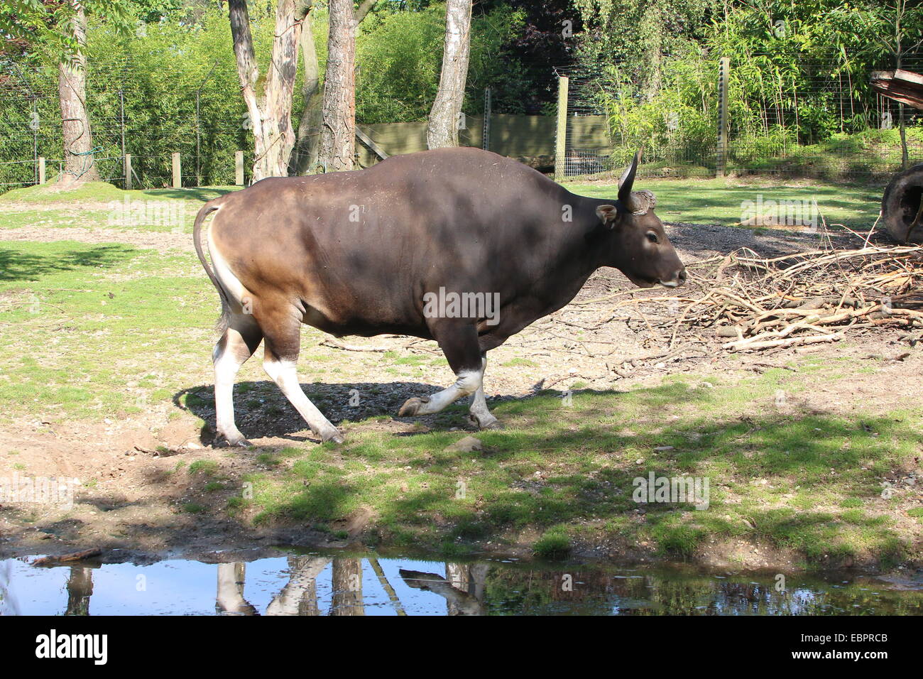 Banteng (Bos javanicus), a Southeast Asian domesticated cattle variety ...