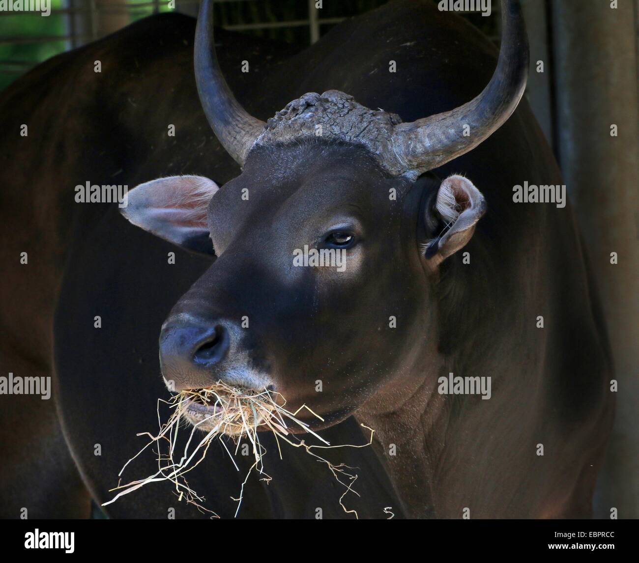 Banteng eating hi-res stock photography and images - Alamy