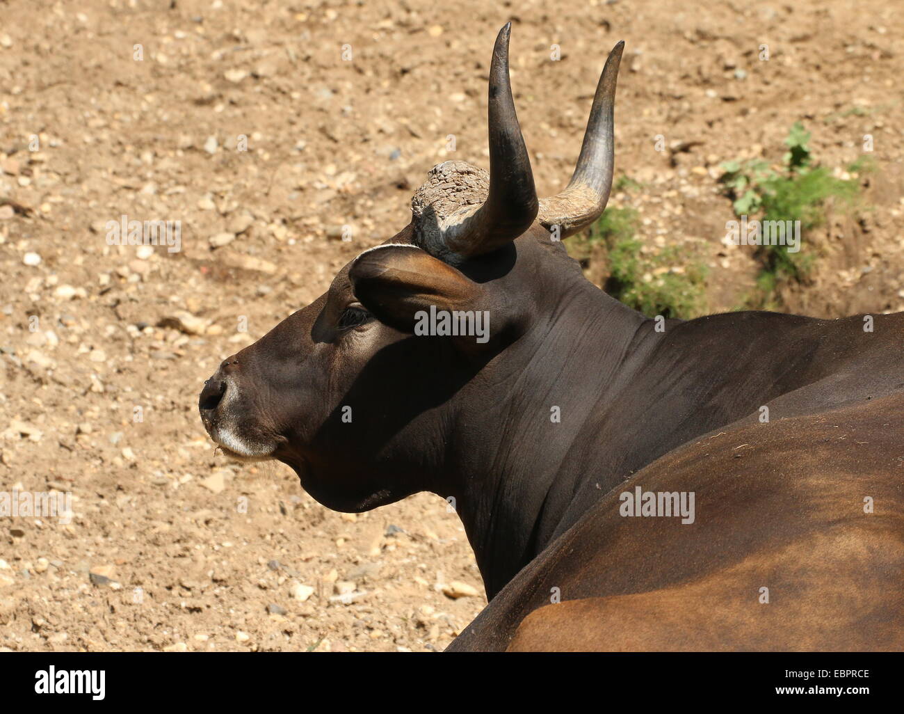 Banteng cow bos javanicus hi-res stock photography and images - Alamy