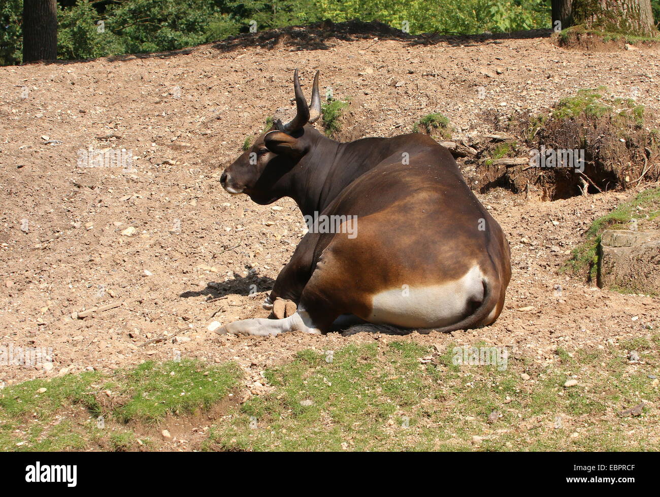 Banteng (Bos javanicus), a Southeast Asian domesticated cattle variety ...