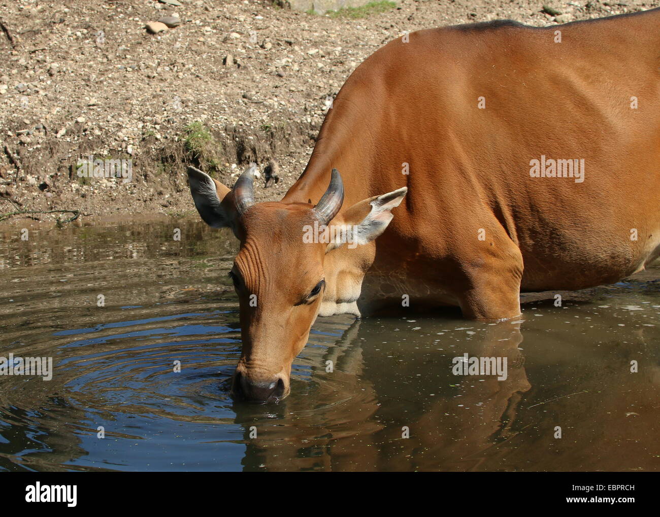 Bali cattle hi-res stock photography and images - Alamy