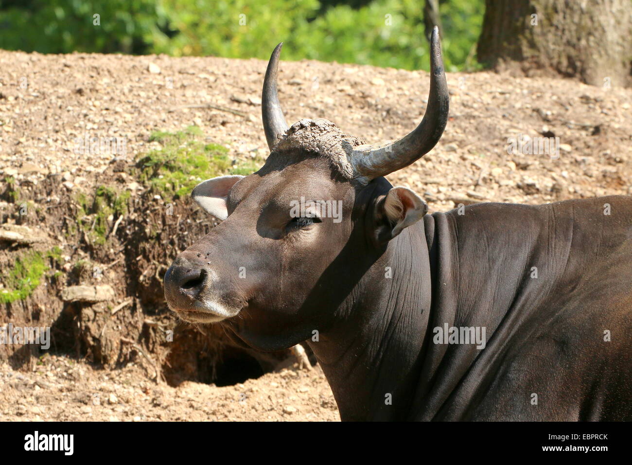 Close-up of a Banteng Bull (Bos javanicus), a Southeast Asian ...