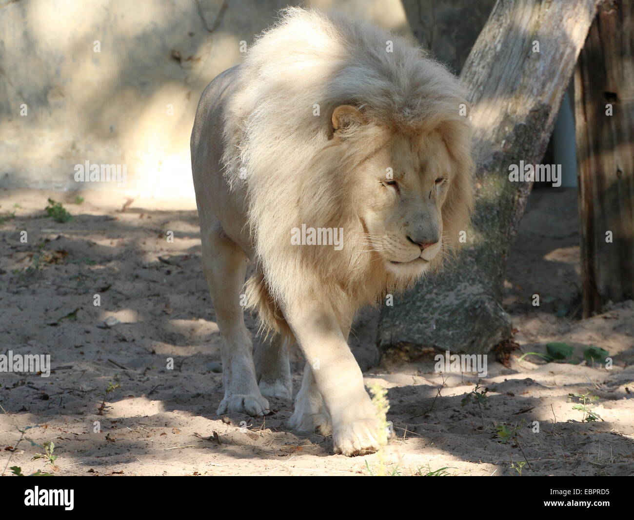 Rare white lion-variety (Panthera leo), close-up while walking Stock ...
