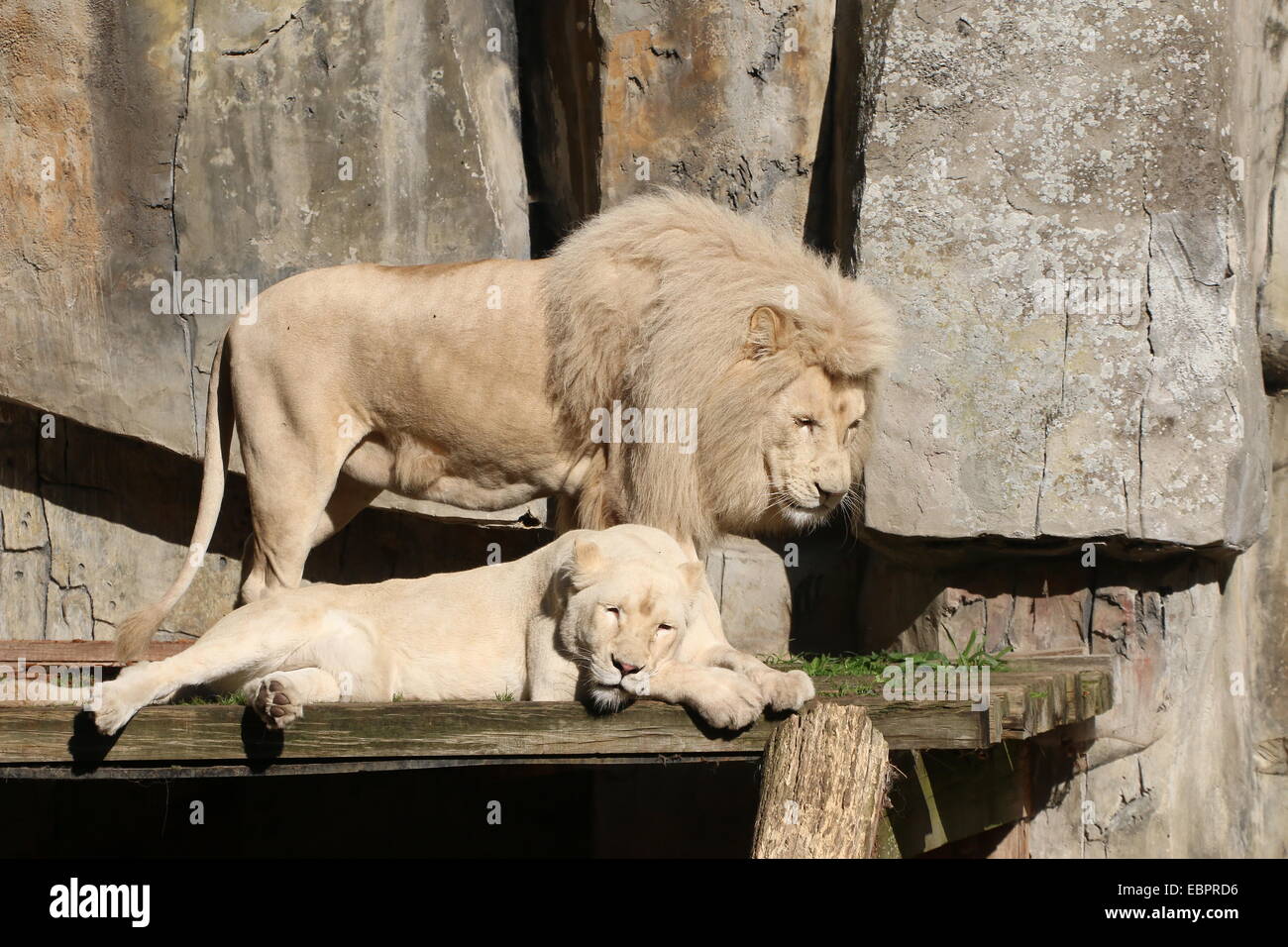 Albinism in a white lion and lioness (Panthera leo) at Ouwehands ...