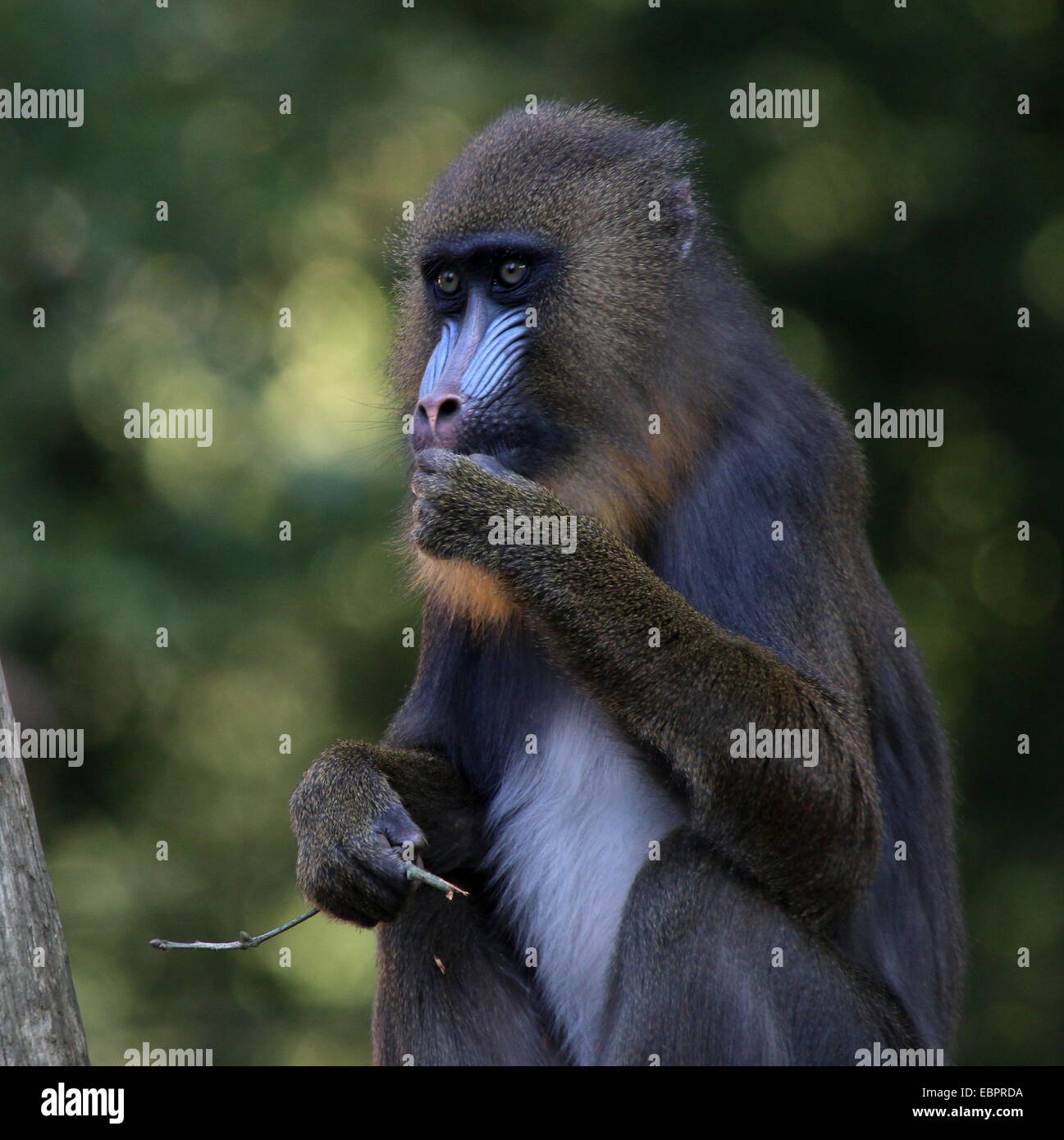 Juvenile Mandrill monkey (Mandrillus sphinx) chewing on a twig Stock ...