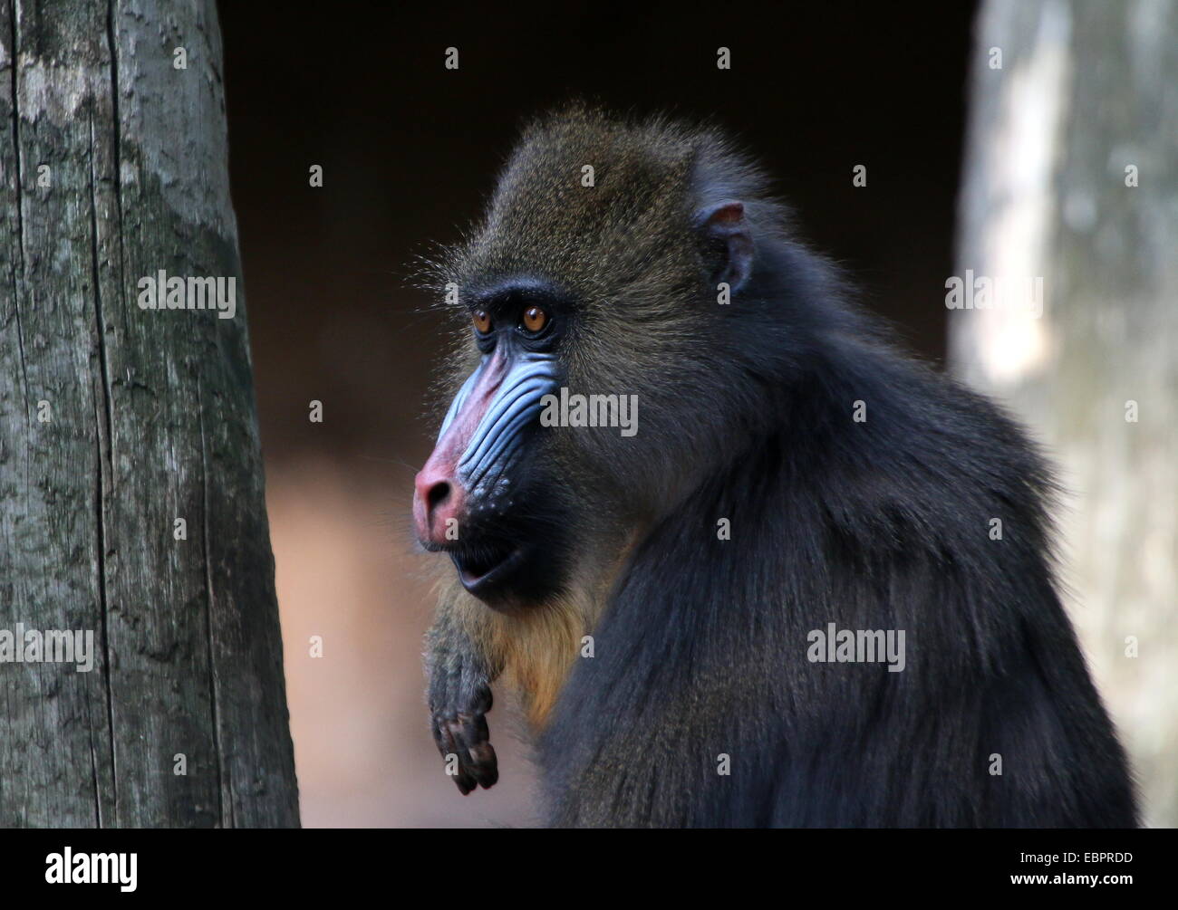 Colorful face of a Mandrill monkey (Mandrillus sphinx), head turned ...