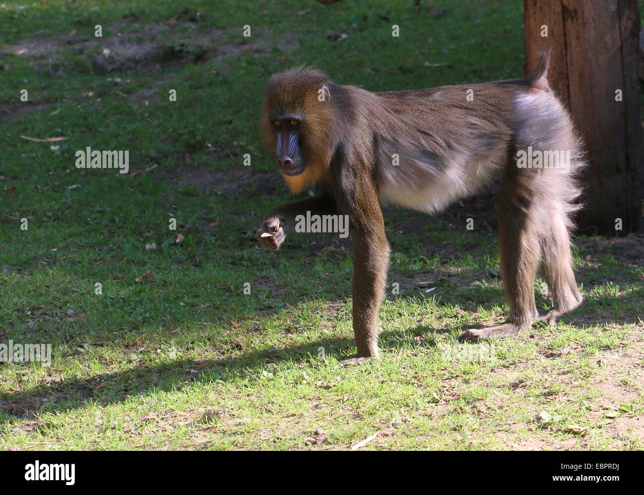 Portrait male mandrill monkey hi-res stock photography and images - Alamy