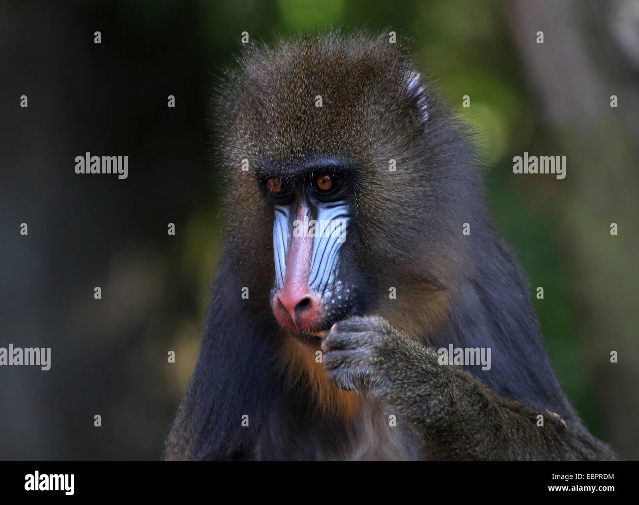 Male Mandrill Stock Photos & Male Mandrill Stock Images - Alamy