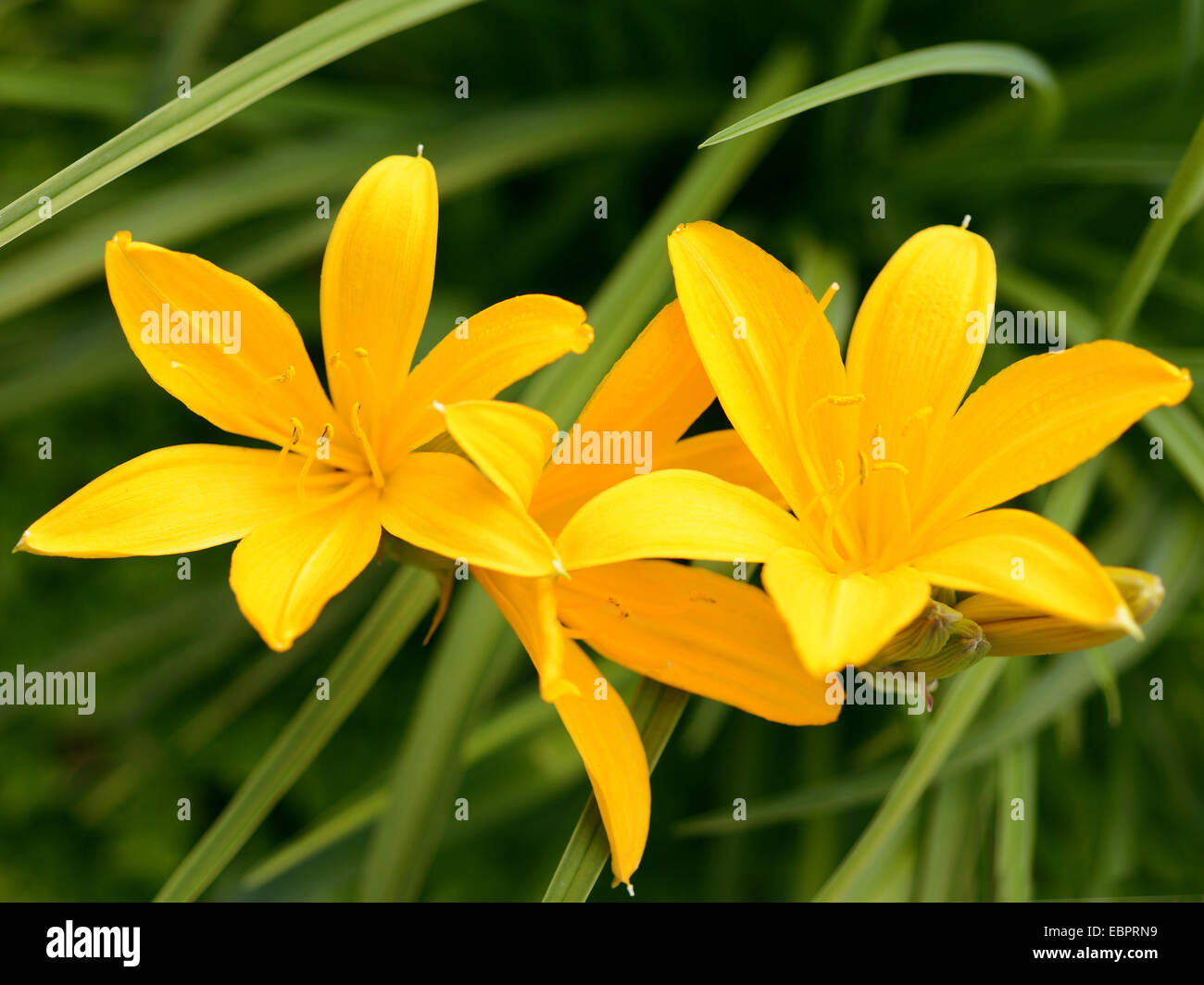Flowers yellow lily Stock Photo - Alamy