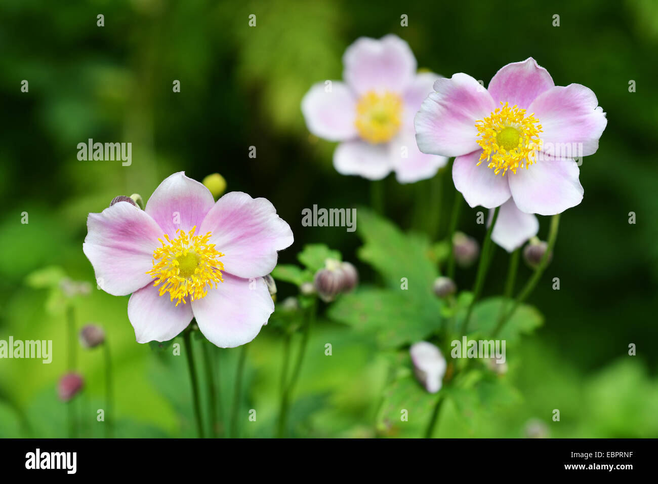 Japanese anemone variety hi-res stock photography and images - Alamy