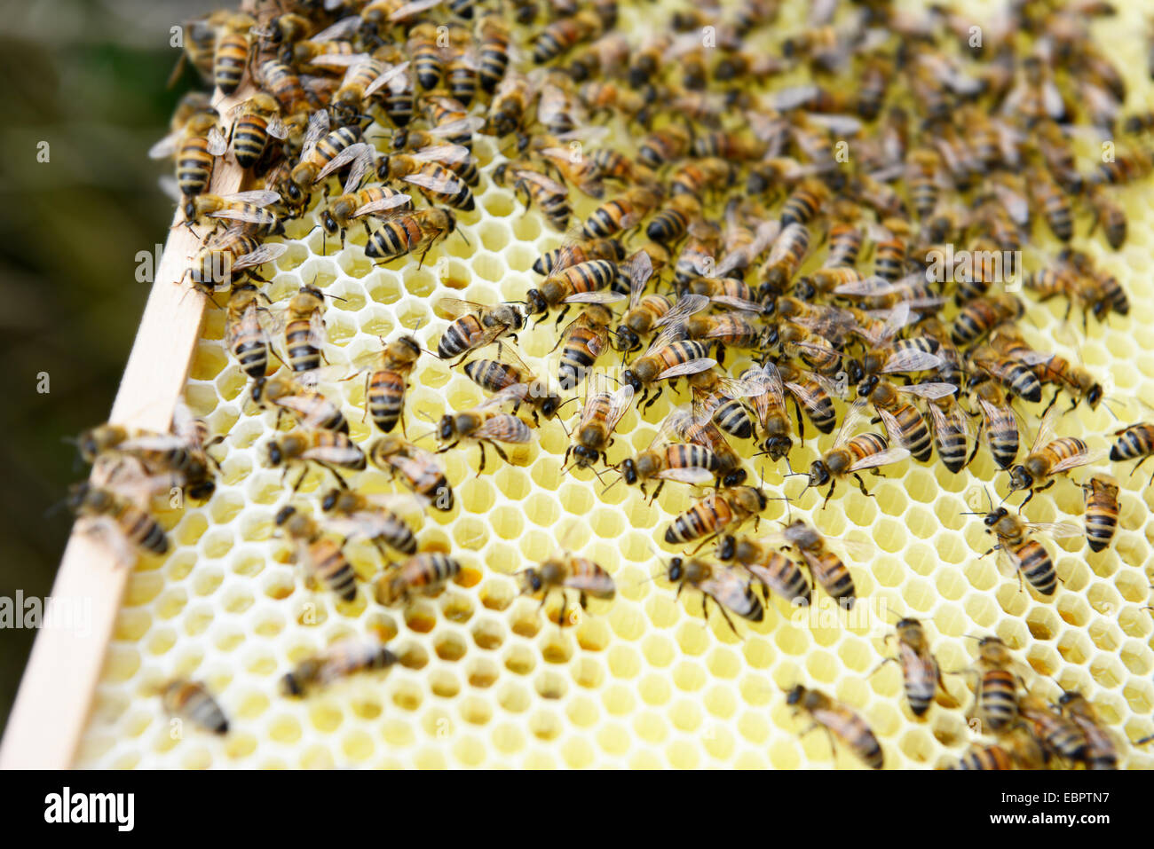 Honeycomb beehive hi-res stock photography and images - Alamy