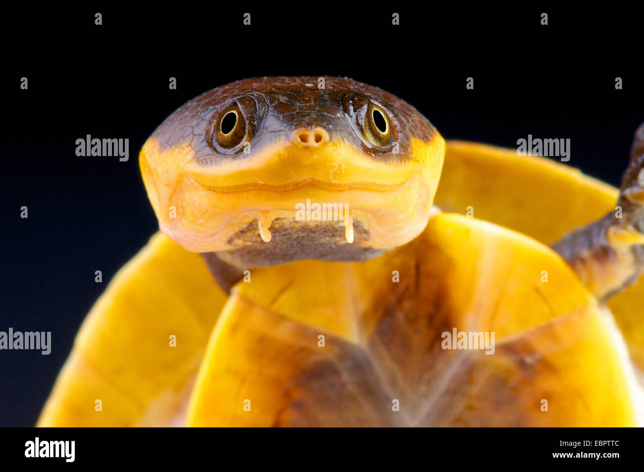 Toad headed turtle High Resolution Stock Photography and Images - Alamy
