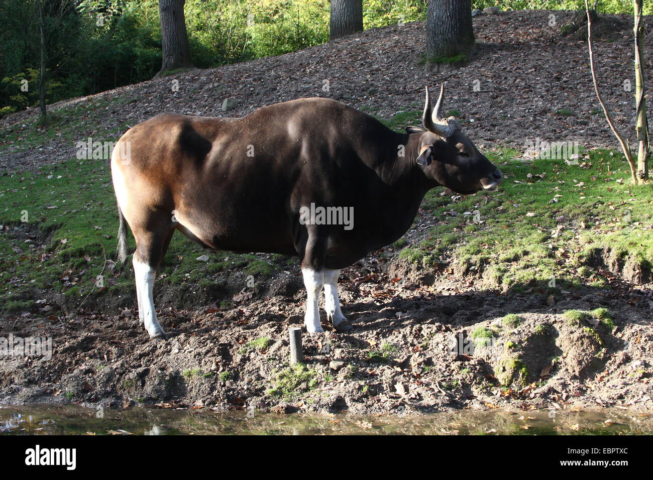Bali Cattle High Resolution Stock Photography and Images - Alamy