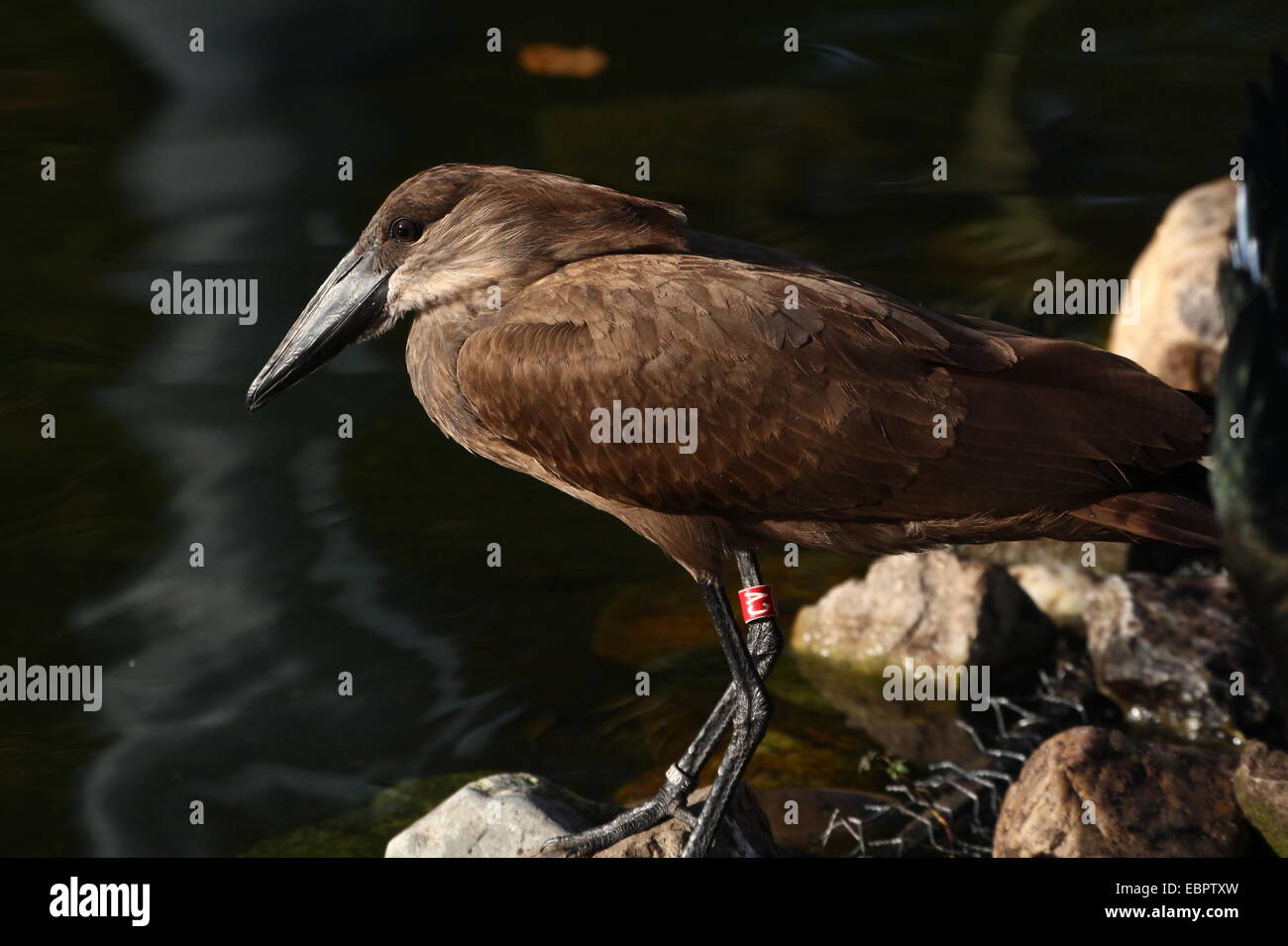 Hammerhead stork hi-res stock photography and images - Alamy