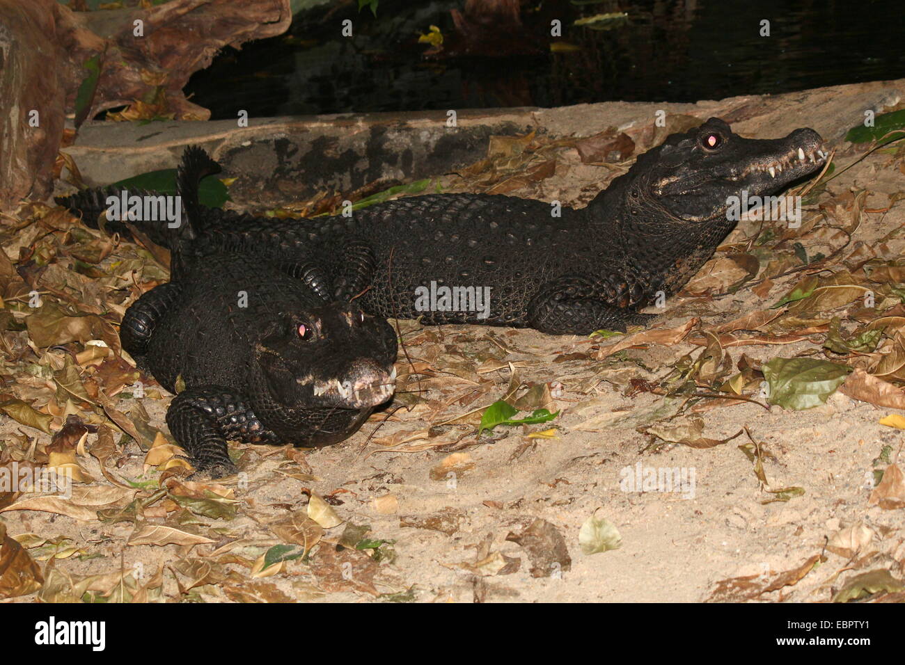 West african dwarf crocodiles hi-res stock photography and images - Alamy