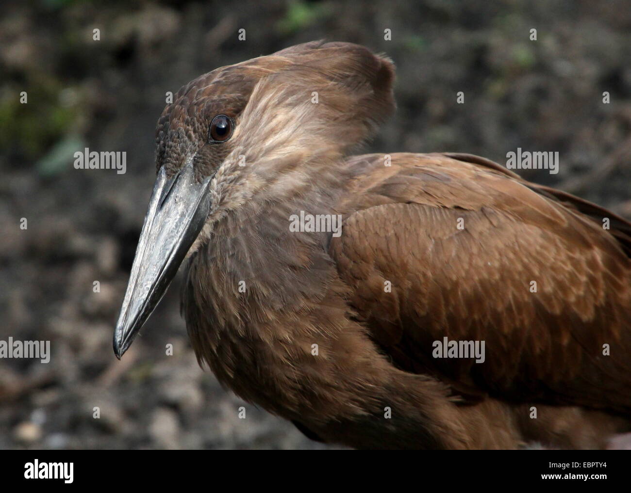 Hammerhead storch hi-res stock photography and images - Alamy