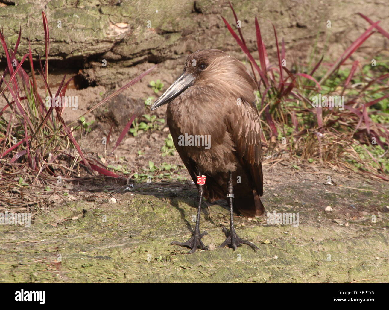 Hammerhead stork hi-res stock photography and images - Alamy