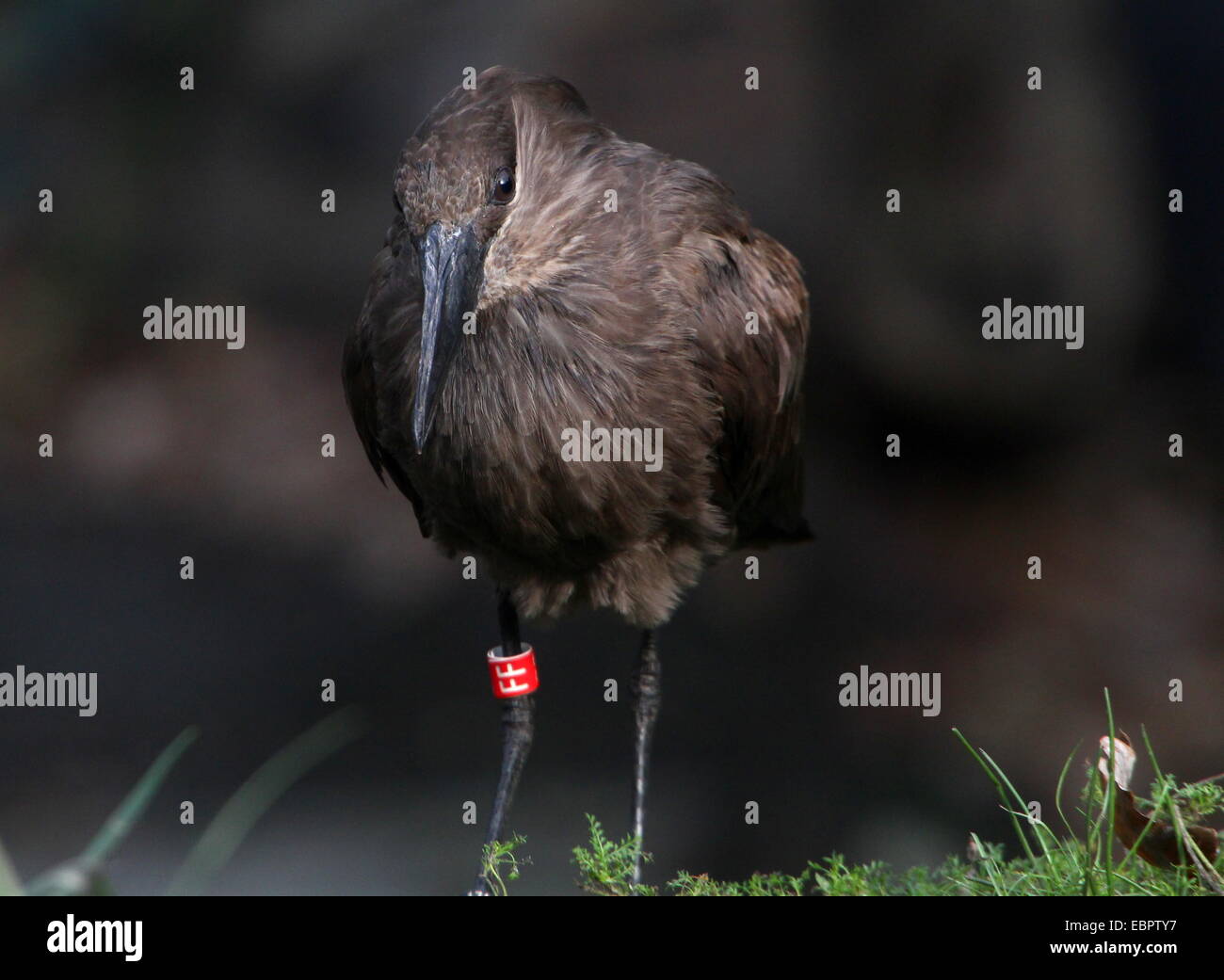 Hamerkop storch hi-res stock photography and images - Alamy