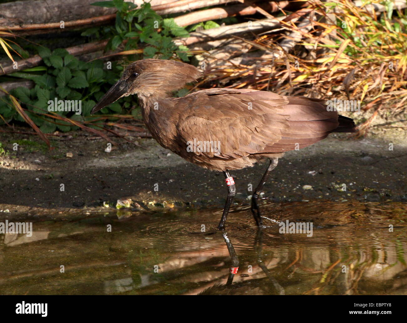 Hamerkop or Hammerhead stork (Scopus umbretta) foraging near the water ...