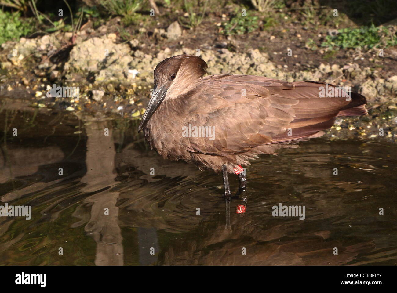 Hammerhead storch hi-res stock photography and images - Alamy