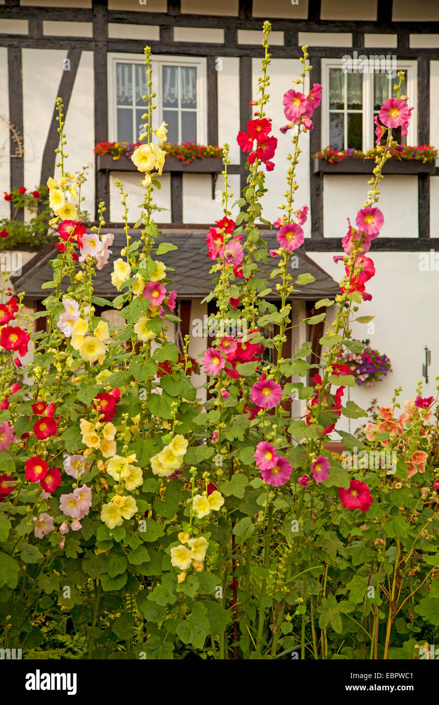 holly hock, hollyhock (Alcea rosea, Althaea rosea), holly hocks in front of a timber-framed ...