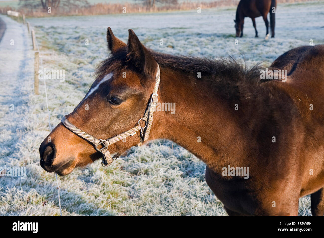 Horse field winter hi-res stock photography and images - Alamy