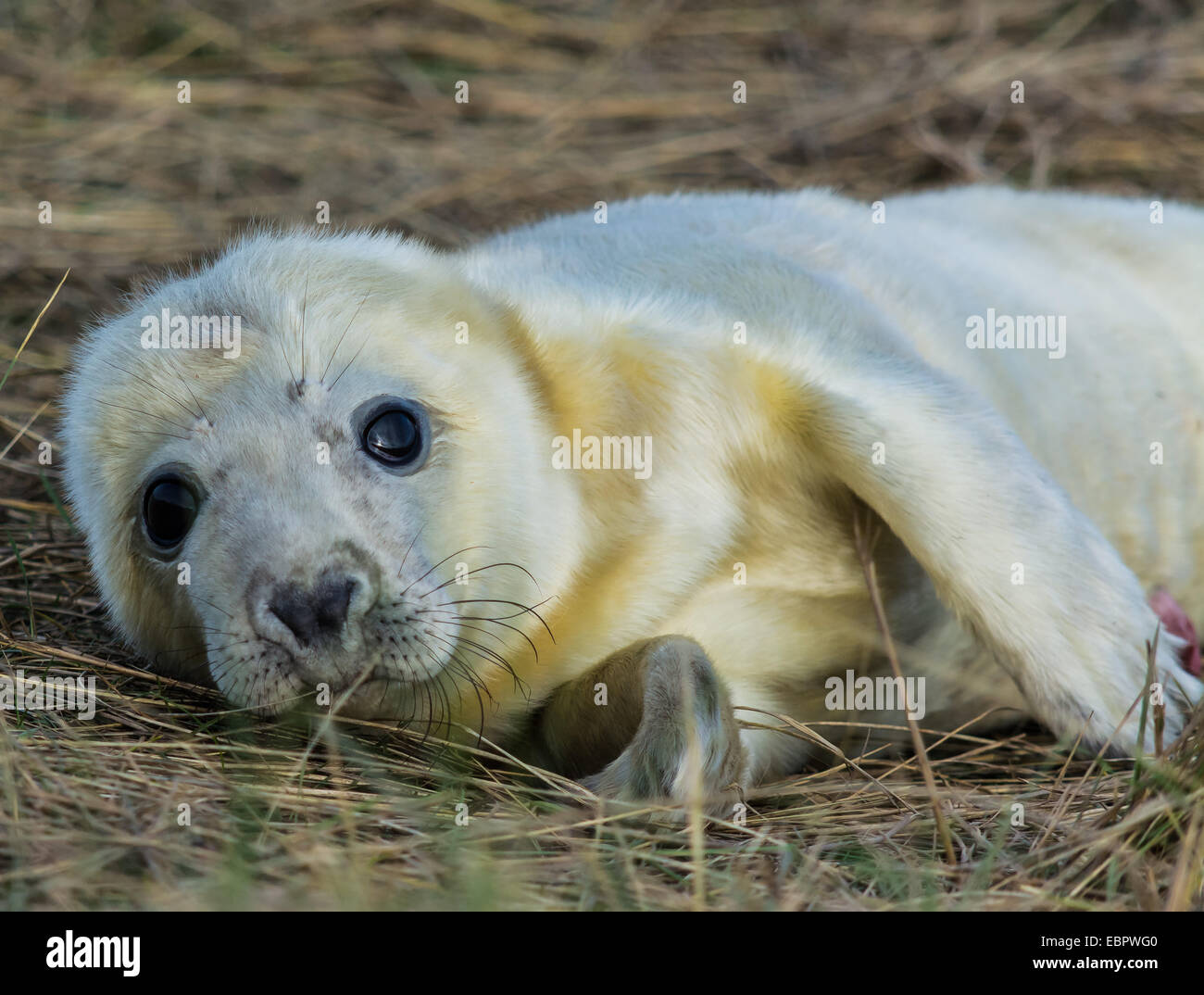 Grey seal pup uk winter hi-res stock photography and images - Alamy