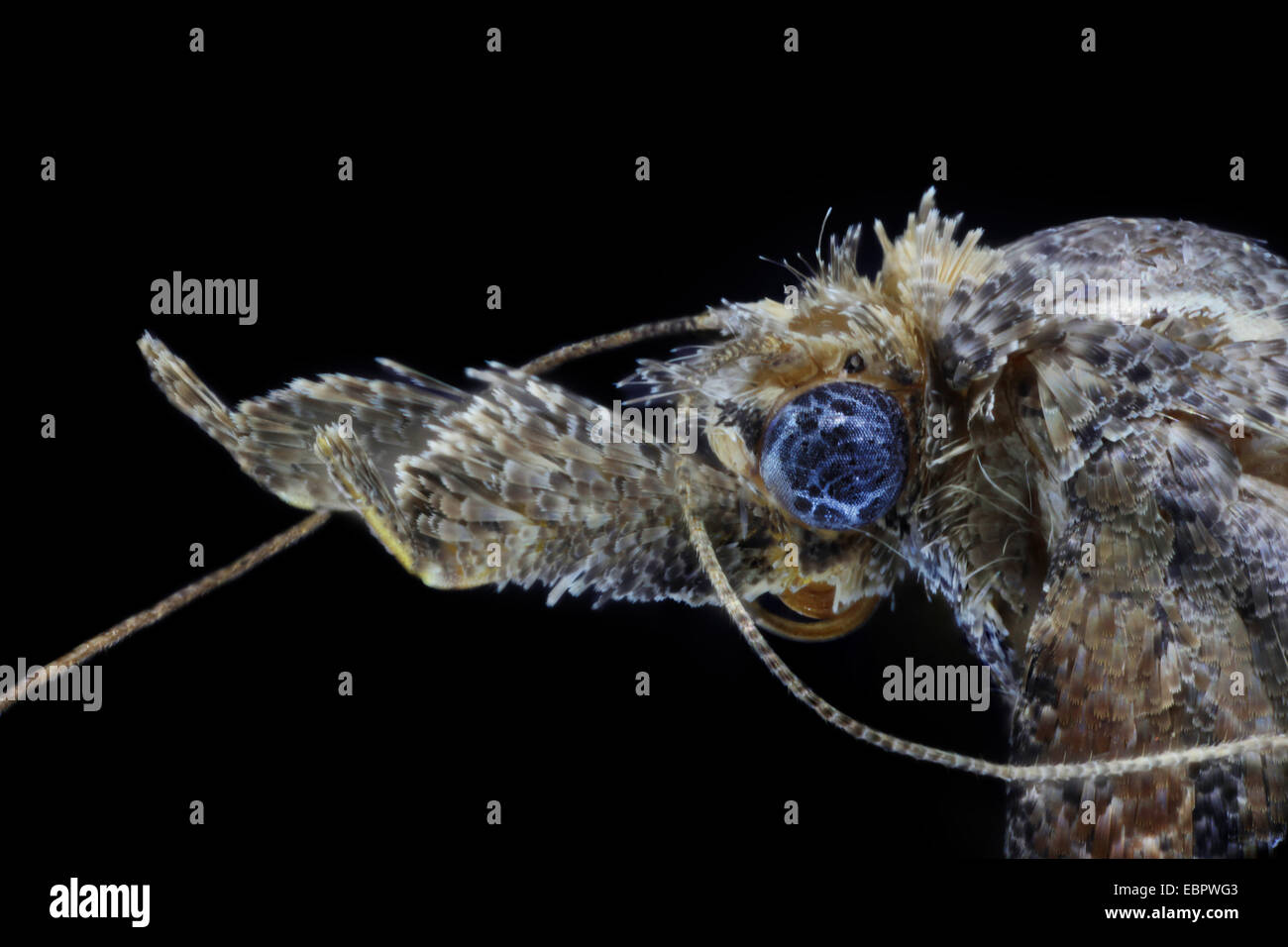 Snoth moth (Pyralidae), head of a snout moth, lateral view with labial ...