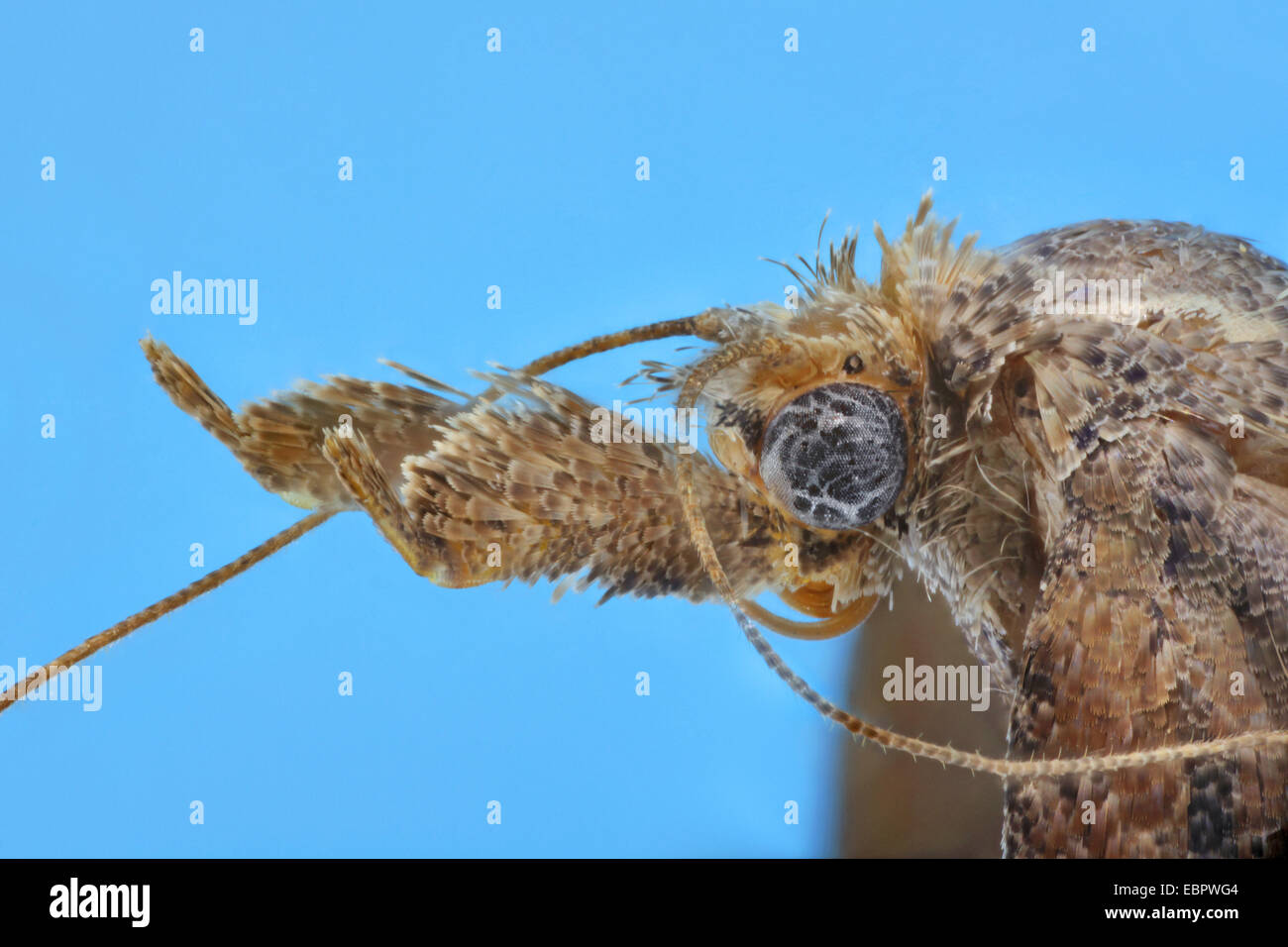Head of a snout moth hi-res stock photography and images - Alamy