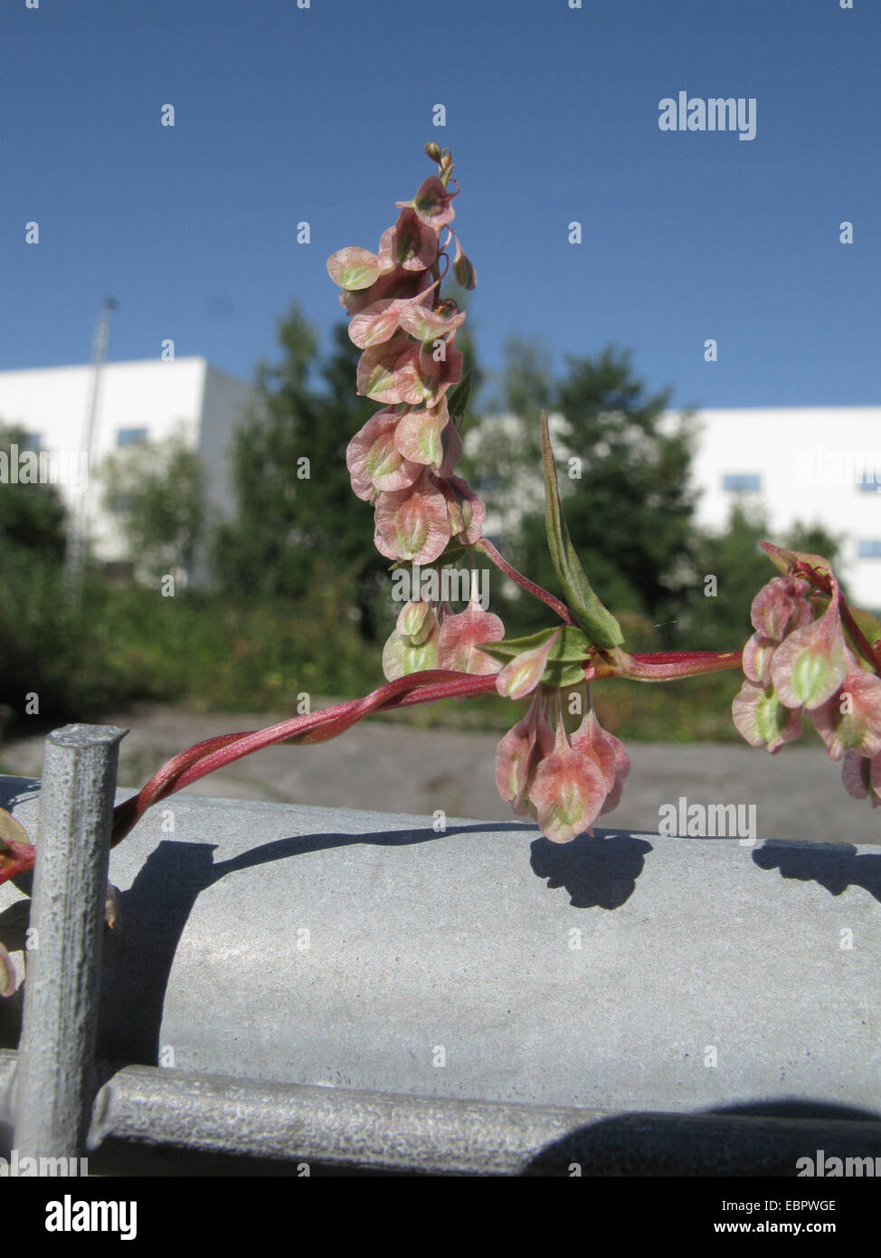 copse-bindweed (Fallopia dumetorum), climbing at a fence, Germany ...