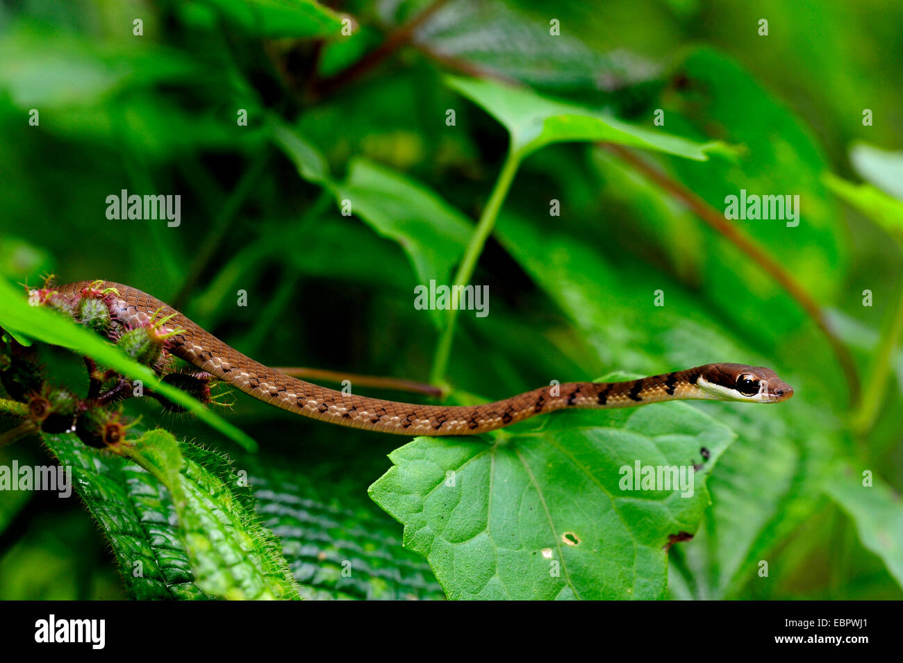 Bronzeback snake hi-res stock photography and images - Alamy