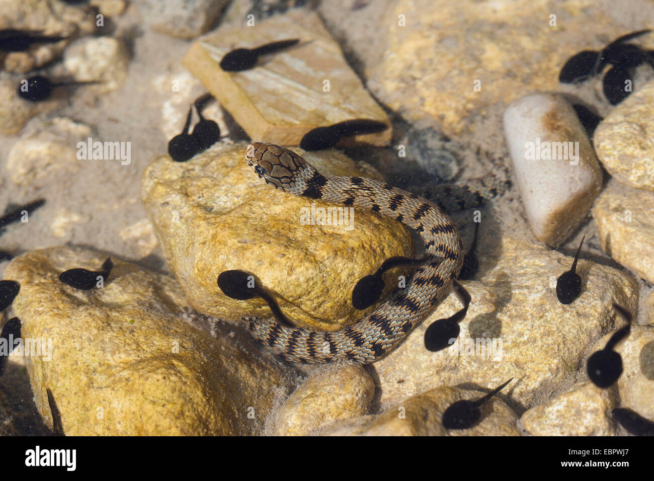 Sicilian Grass Snake (Natrix natrix sicula), ambushing tadpoles, Italy ...