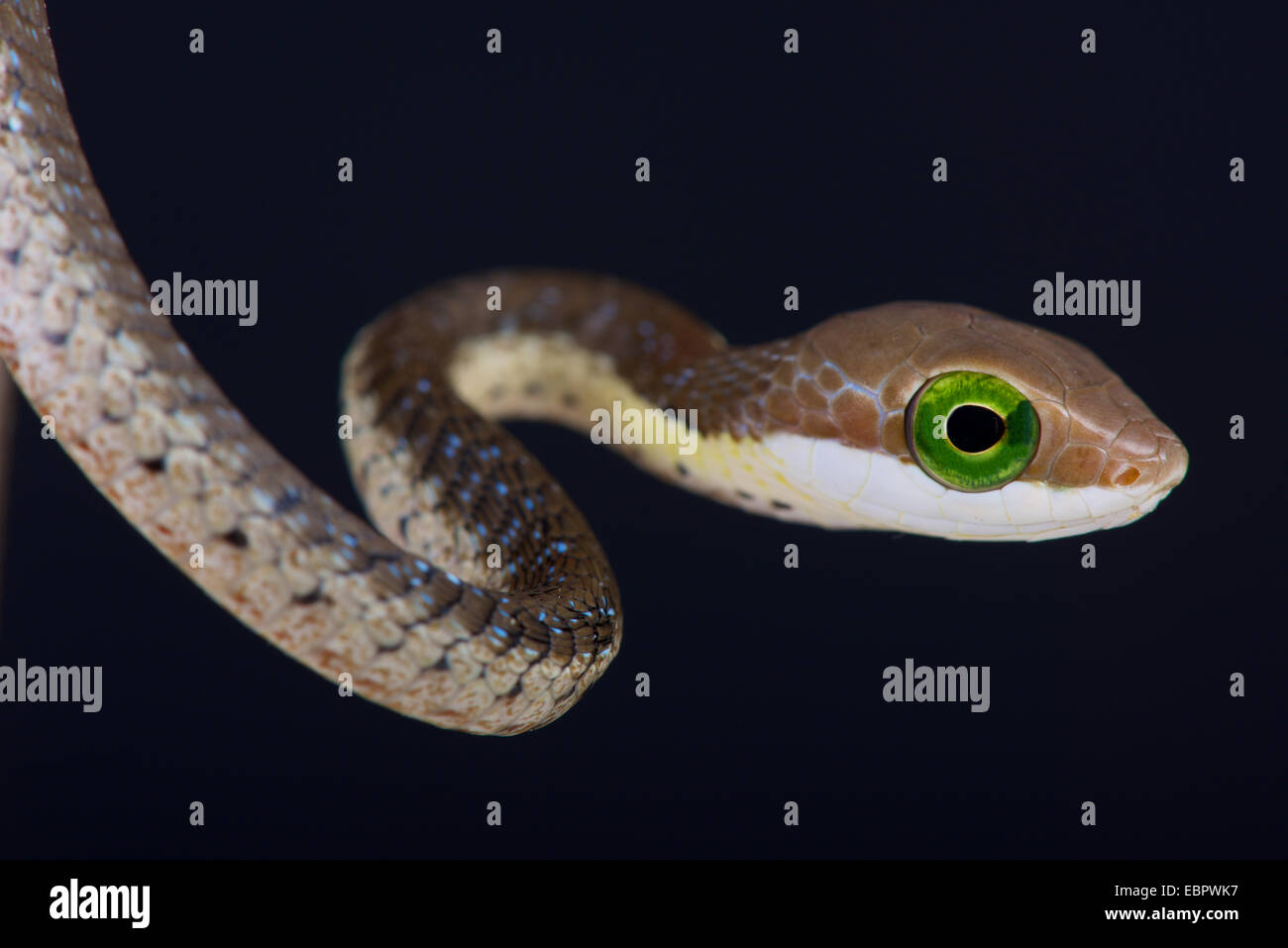 Boomslang / Dispholidus typus Stock Photo - Alamy