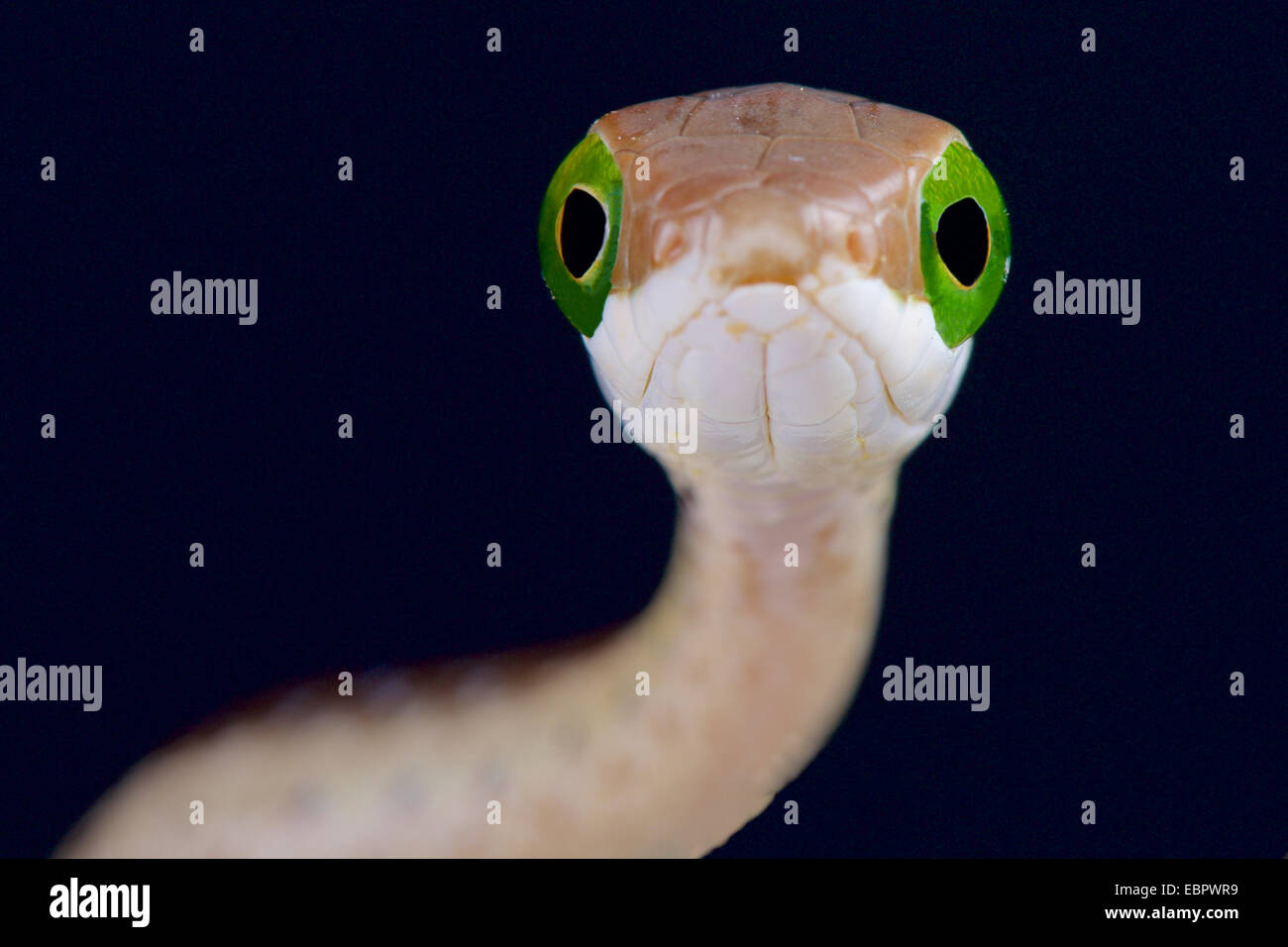 Boomslang / Dispholidus typus Stock Photo - Alamy