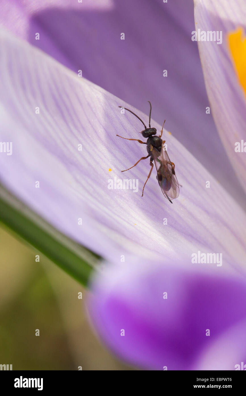 ichneumon fly, ichneumon (Ichneumonidae), in a crocus flower, Germany ...