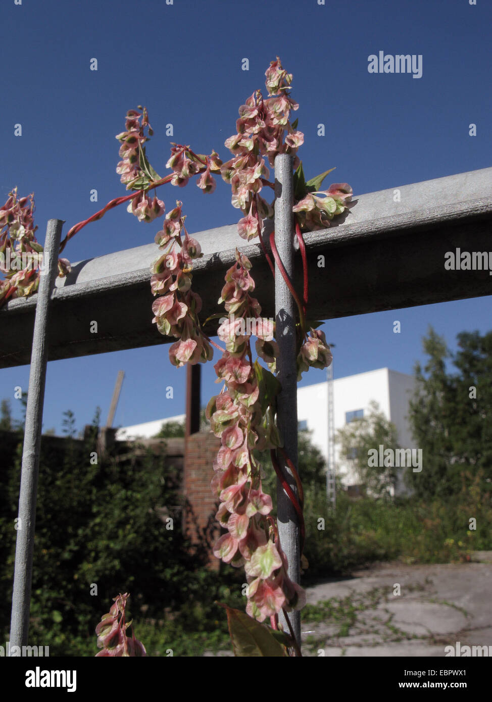 copse-bindweed (Fallopia dumetorum), climbing at a fence, Germany ...