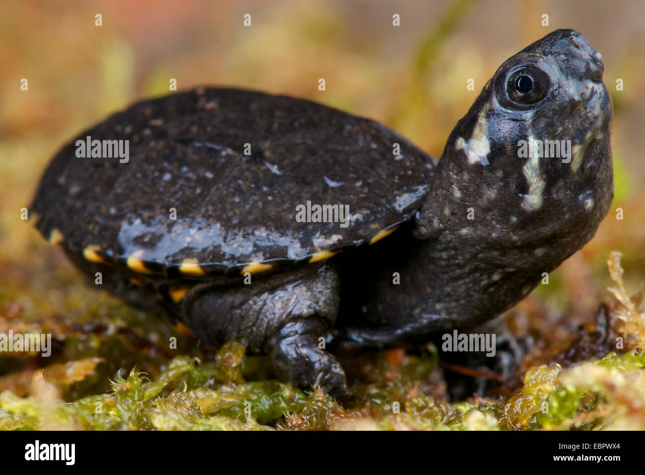 Baby Mud Turtle