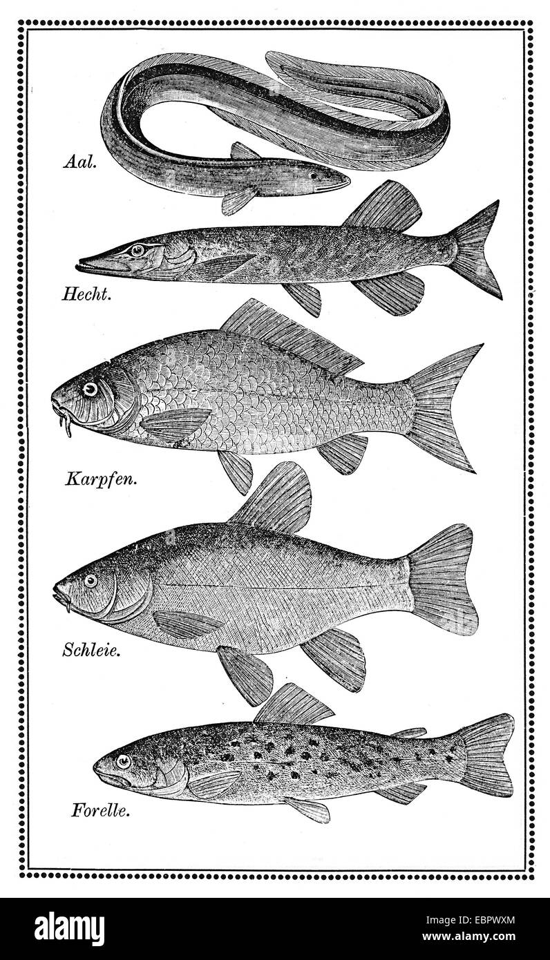 Fish chart Black and White Stock Photos & Images - Alamy