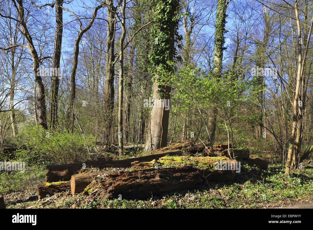 floodplain in spring, Germany Stock Photo - Alamy