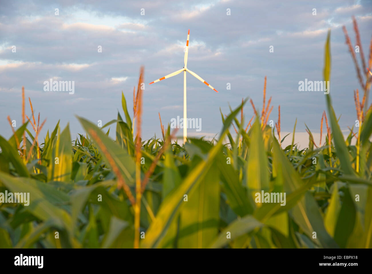 wind wheel and mayze biomass production, Germany, Baden-Wuerttemberg ...