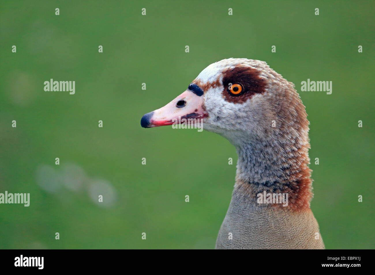 Anatidae portrait hi-res stock photography and images - Alamy