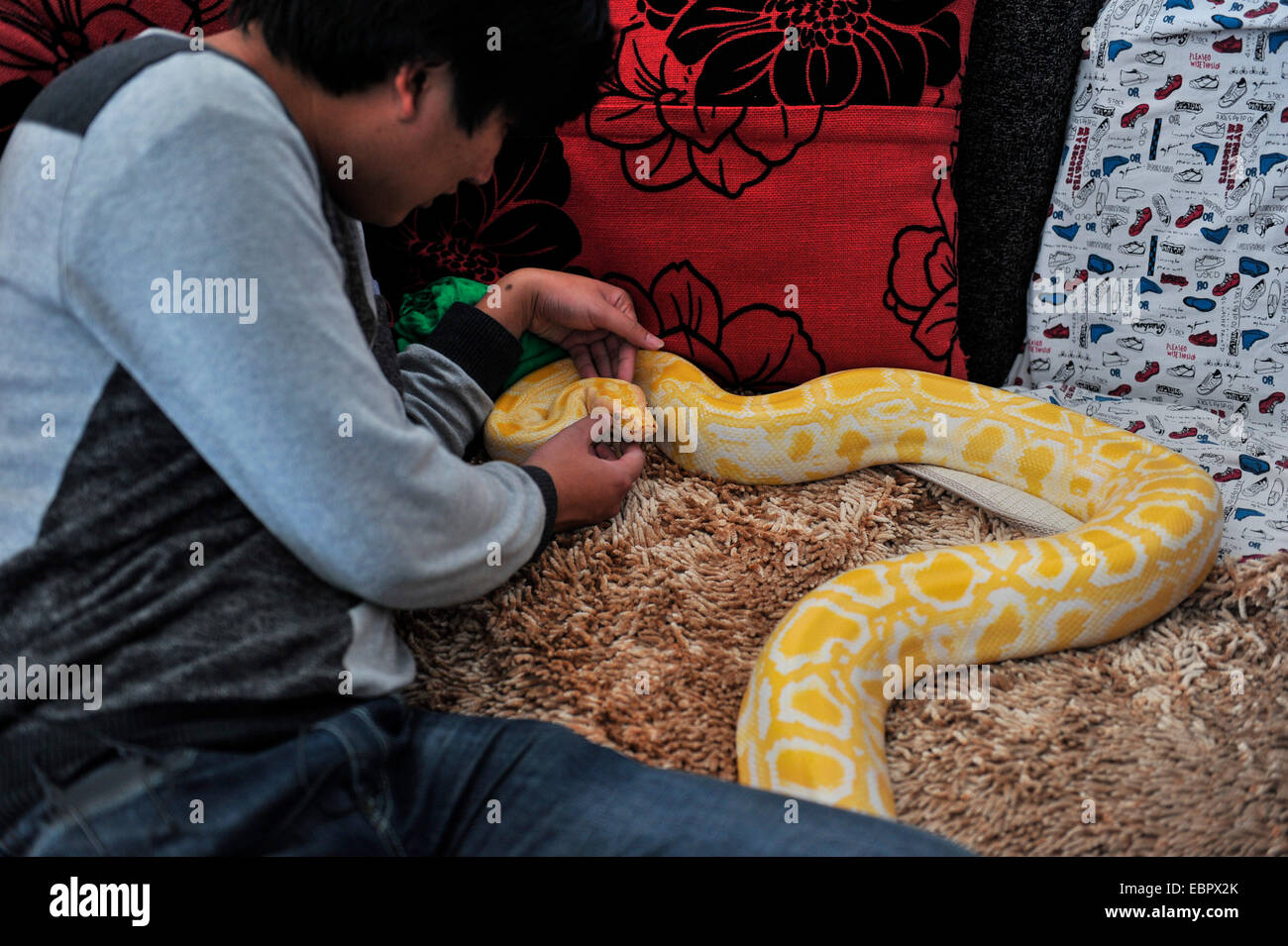 A boy lives with 25 snakes for ten years in Kunming, Yunnan, China on ...