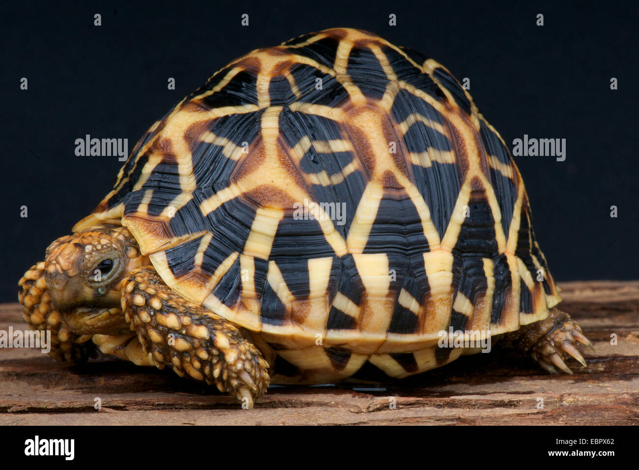 Indian star tortoise / Geochelone elegans Stock Photo - Alamy